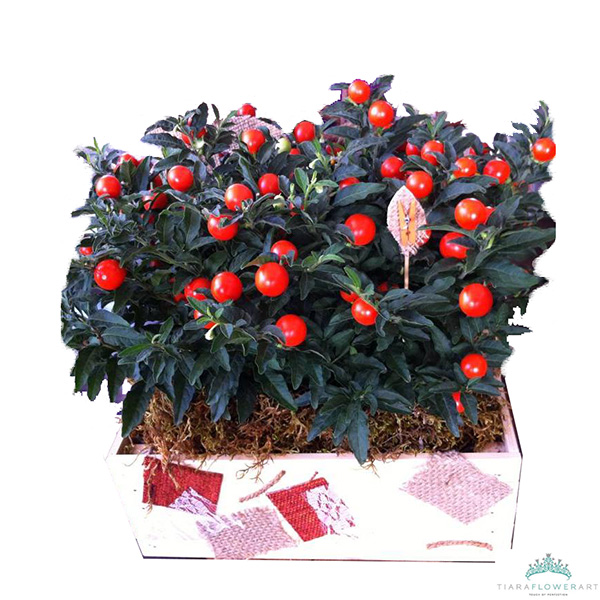 Solano plant – Tiara Flowers Cyprus